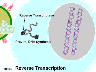 Retroviruses: Reverse Transcriptase