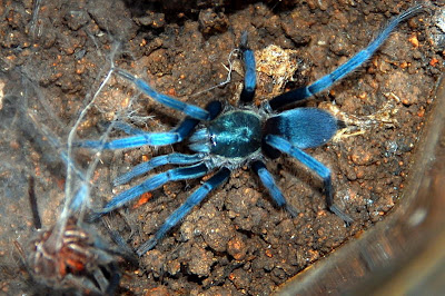 Dominican Spiders: Theraphosidae, Holothele sericea