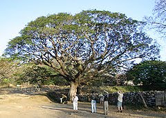 Aggressive Opinions: TREES PLANTED AT AAREY : VARIOUS INDIAN TREES