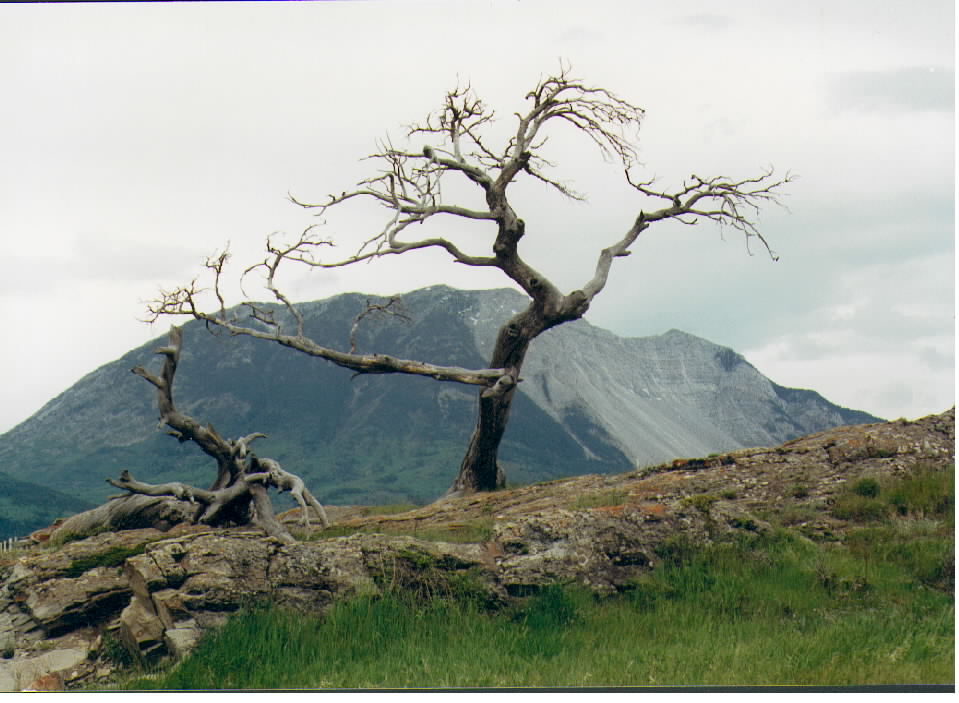 Giselle's Photography: Burmis Tree Crowsnest Pass Alberta