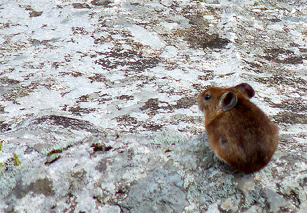 The Green Ogre: Encounter - Royle's Pika