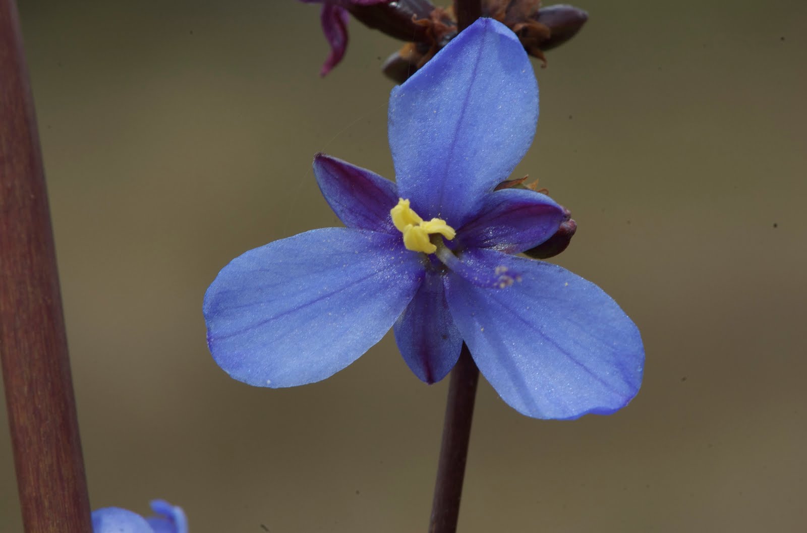 Ambohitantely Forest: Flower of the forest
