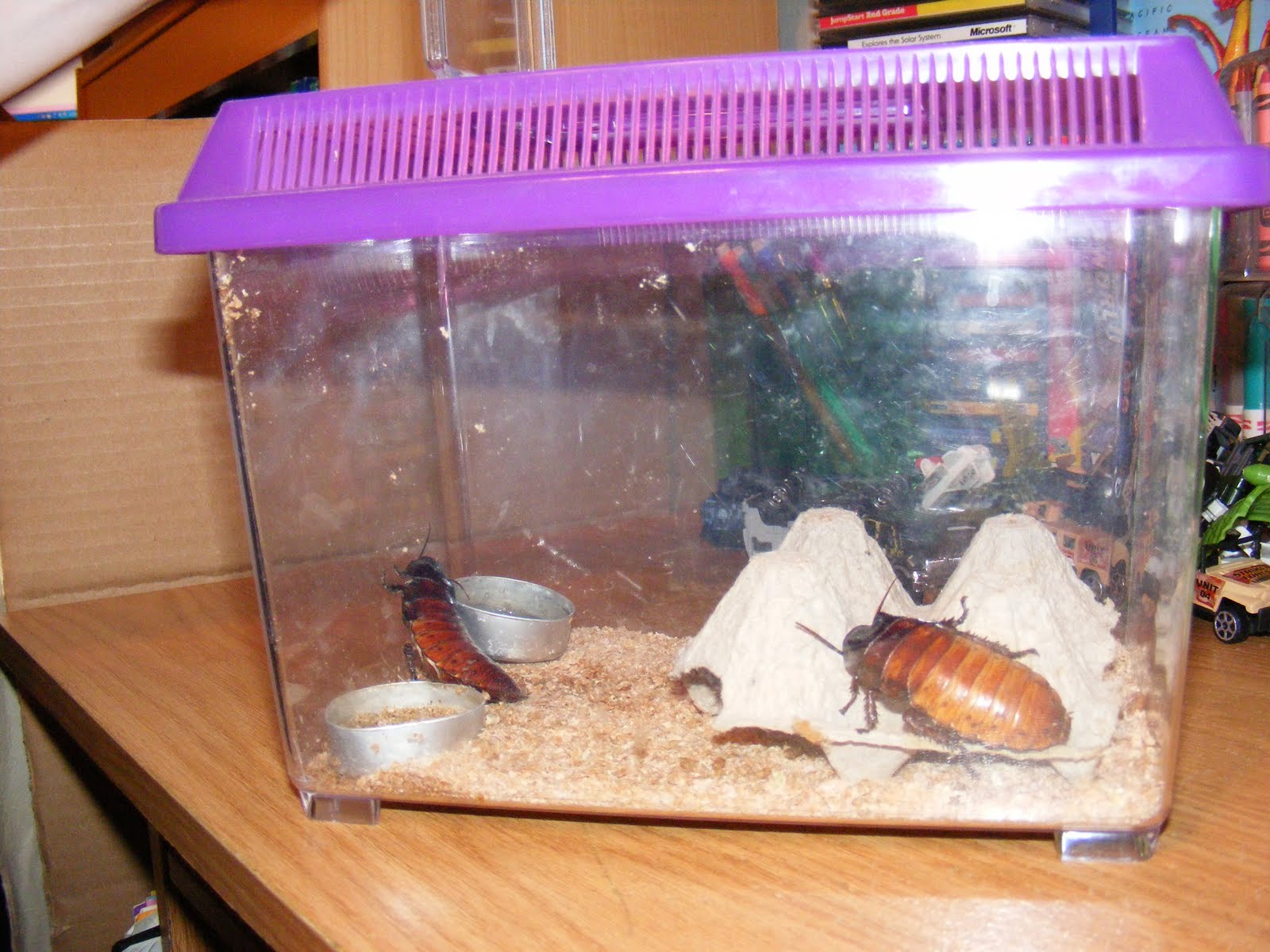 Bristle Ridge Academy: Madagascar Hissing Cockroaches