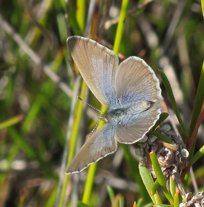 Esperance Fauna: Zizina labradus - Common Grass-blue Butterfly