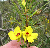 Esperance Wildflowers: Labichea lanceolata subsp. lanceolata