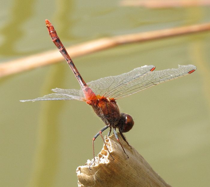 Esperance Fauna: Wandering Percher - Diplacodes bipunctata