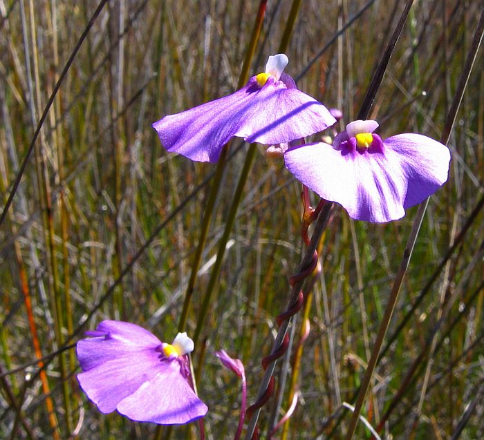 Esperance Wildflowers: Utricularia volubilis - Twining Bladderwort