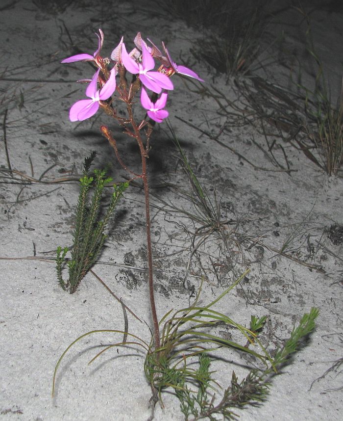 Esperance Wildflowers: Stylidium macranthum - Large-flowered Trigger Plant