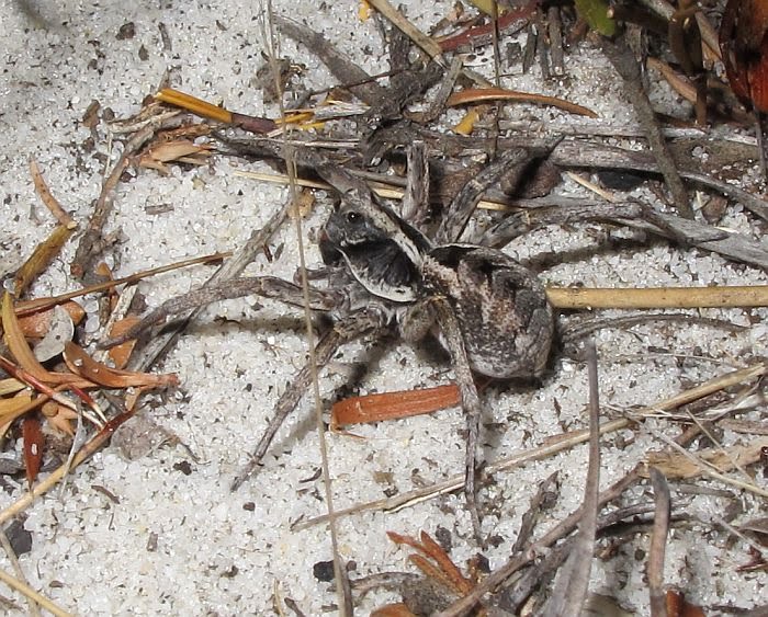 Esperance Fauna Western Rough Wolf Spider Venator Immansueta