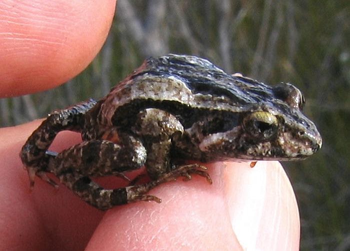 Esperance Fauna: Quacking Frog - Crinia georgiana