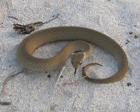 Esperance Fauna: Bardick - Echiopsis curta