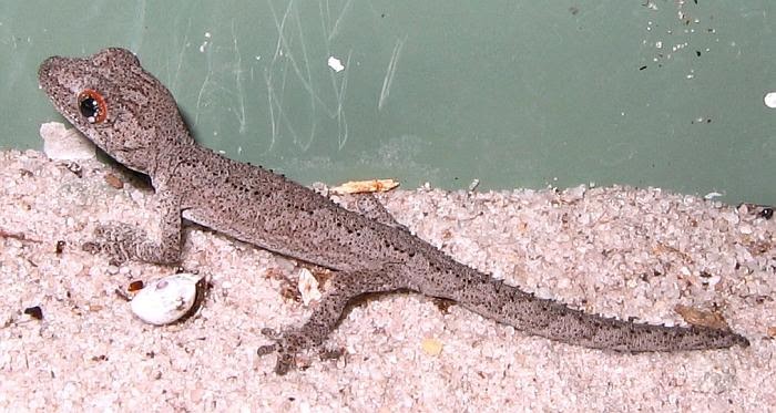 Esperance Fauna: Soft Spiny-tailed Gecko - Strophurus spinigerus inornatus