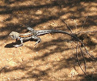 Esperance Fauna: Spotted Military Dragon - Ctenophorus maculatus griseus