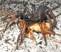 Esperance Fauna: Wishbone Spider - Nemesiidae - Aname sp. 2