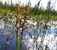 Esperance Wildflowers: Laughing Leek Orchid - Prasophyllum macrostachyum