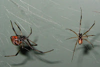 Esperance Fauna: Red-back Spider - Latrodectus hasselti
