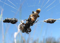 Esperance Fauna: Garbage line spider - Cyclosa species