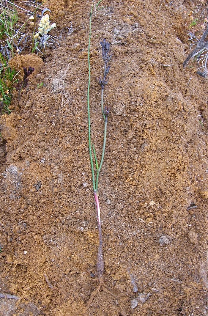 Esperance Wildflowers: Haemodorum brevisepalum – Short Sepal Bloodroot