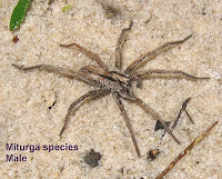Esperance Fauna: Miturgidae - Miturga species