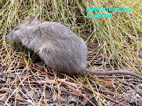Esperance Fauna: Black Rat - Rattus rattus