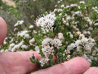 Esperance Wildflowers: Darwinia diosmoides