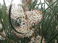 Esperance Wildflowers: Sweet-scented Hakea - Hakea drupacea