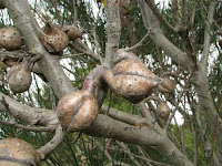 Esperance Wildflowers: Sweet-scented Hakea - Hakea drupacea