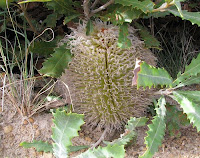 Esperance Wildflowers: Possum Banksia - Banksia baueri