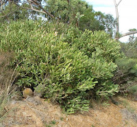Esperance Wildflowers: Possum Banksia - Banksia baueri