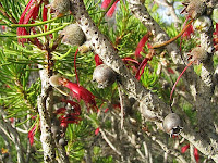 Esperance Wildflowers: Woolly Net-bush - Calothamnus villosus