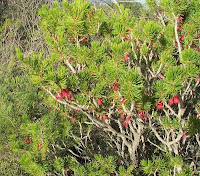 Esperance Wildflowers: Woolly Net-bush - Calothamnus villosus