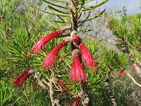 Esperance Wildflowers: Woolly Net-bush - Calothamnus villosus