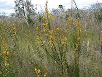 Esperance Wildflowers: Golden Spray - Viminaria juncea