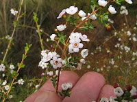 Esperance Wildflowers: Stirling Wax - Chamelaucium ciliatum
