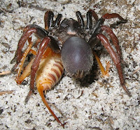 Esperance Fauna: Gryllacrididae species A - Raspy Cricket