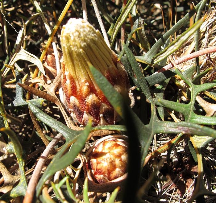 Esperance Wildflowers: Tangled Honeypot - Banksia pteridifolia subsp ...