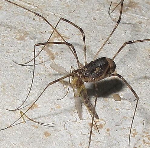 Esperance Fauna: Harvestmen - Opiliones sp.