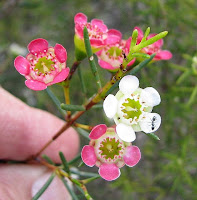 Esperance Wildflowers: Esperance Wax - Chamelaucium axillare