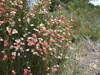 Esperance Wildflowers: Esperance Wax - Chamelaucium axillare