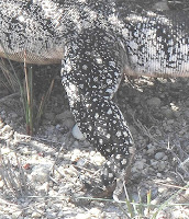 Esperance Fauna: Southern Heath Monitor - Varanus rosenbergi