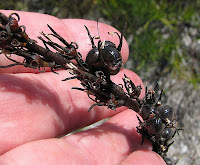 Esperance Wildflowers: Haemodorum spicatum – Bloodroot