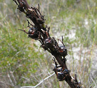Esperance Wildflowers: Haemodorum spicatum – Bloodroot