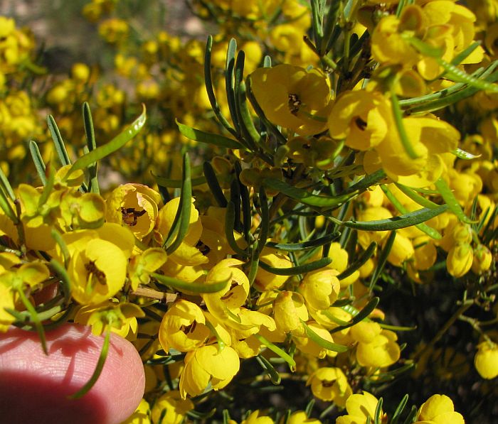Esperance Wildflowers: Senna sp. ‘Pallinup River’ – Undescribed S ...