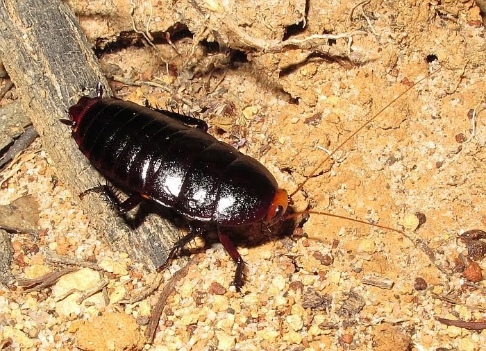 Esperance Fauna: Platyzosteria sp. - Orange-rump Cockroach
