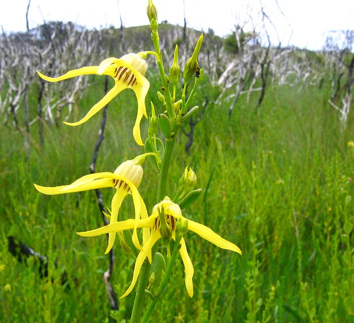 Esperance Wildflowers: Anthocercis littorea - Yellow Tailflower