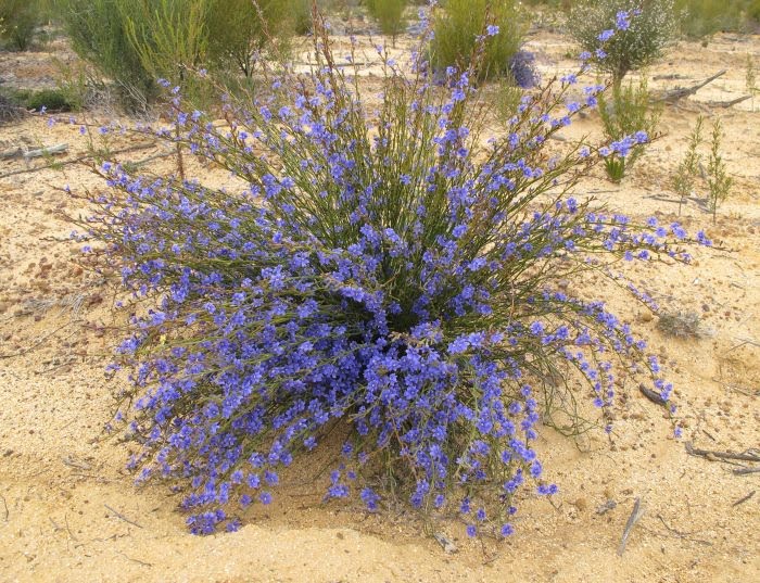 Esperance Wildflowers: Pouched Dampiera - Dampiera sacculata