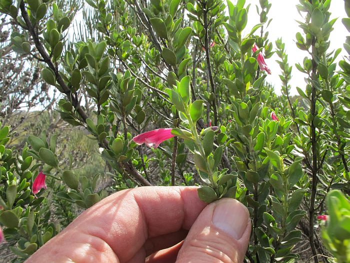 Esperance Wildflowers: Prostanthera carrickiana – Carrick's Mintbush