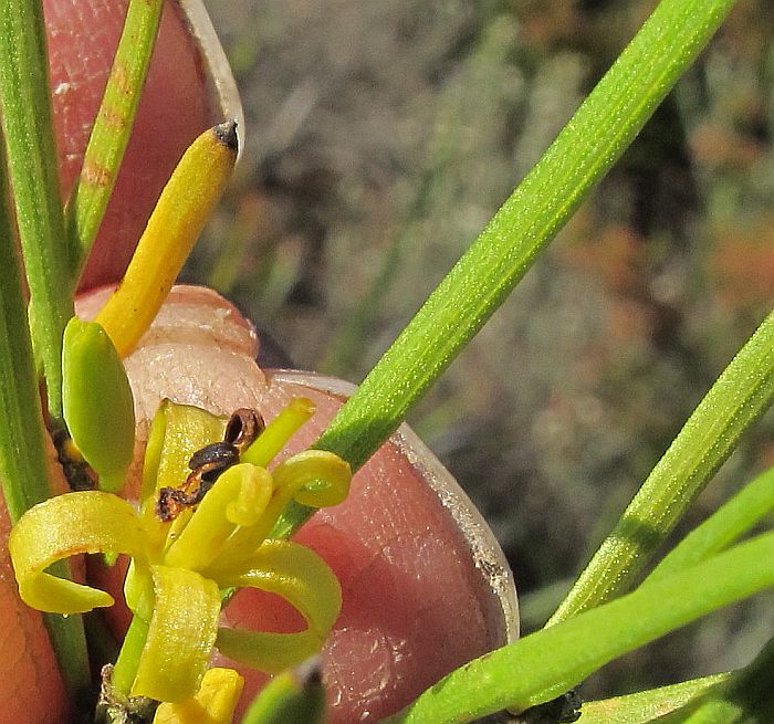 Esperance Wildflowers: Persoonia striata – Proteaceae
