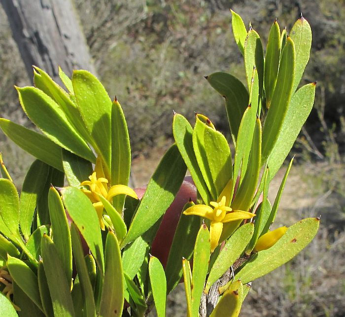 Esperance Wildflowers: Persoonia scabra – Geebung