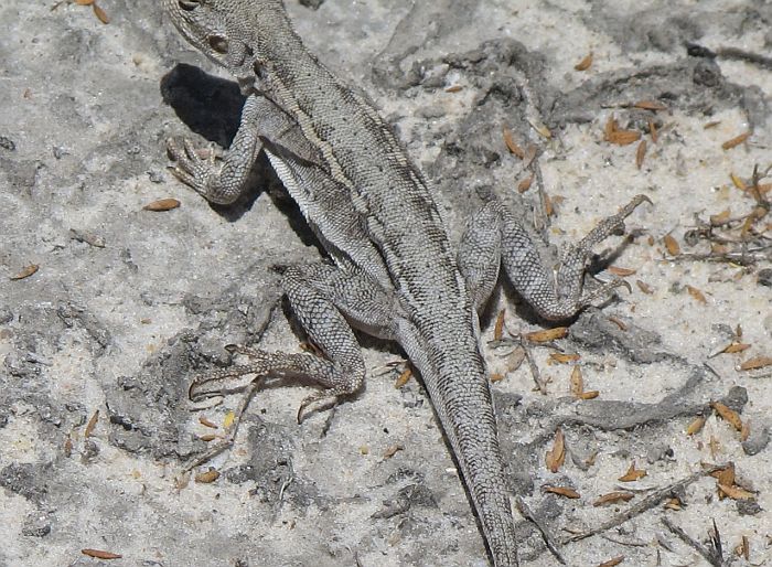 Esperance Fauna: Spotted Military Dragon - Ctenophorus maculatus griseus